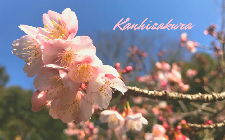 คังฮิซากุระ (Kanhizakura) - fromJapan