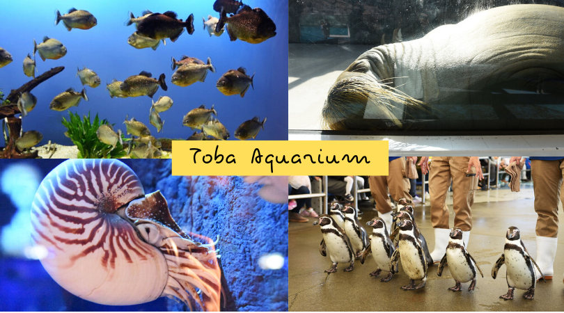 ท่องโลกใต้ทะเลที่พิพิธภัณฑ์สัตว์น้ำโทบะ ?? | fromJapan