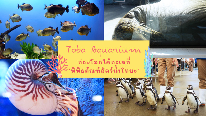 ท่องโลกใต้ทะเลที่ 'พิพิธภัณฑ์สัตว์น้ำโทบะ' - fromJapan