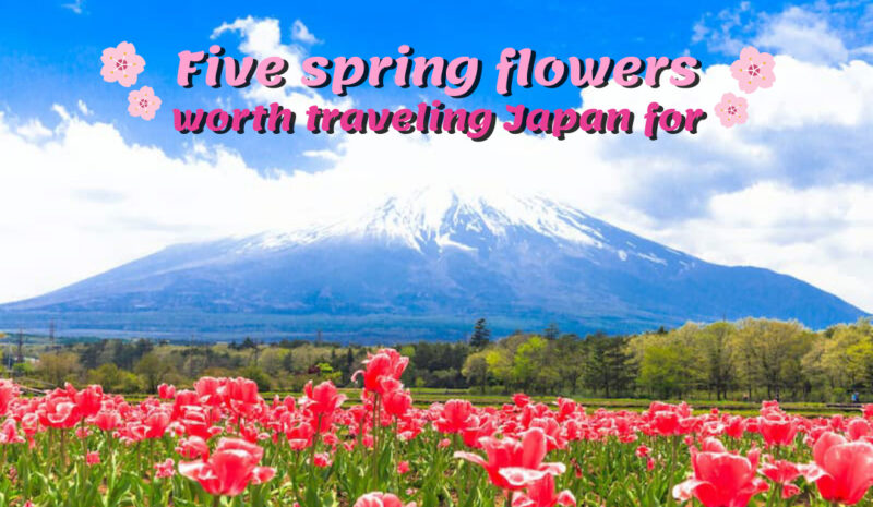 Five spring flowers worth traveling Japan for - fromJapan
