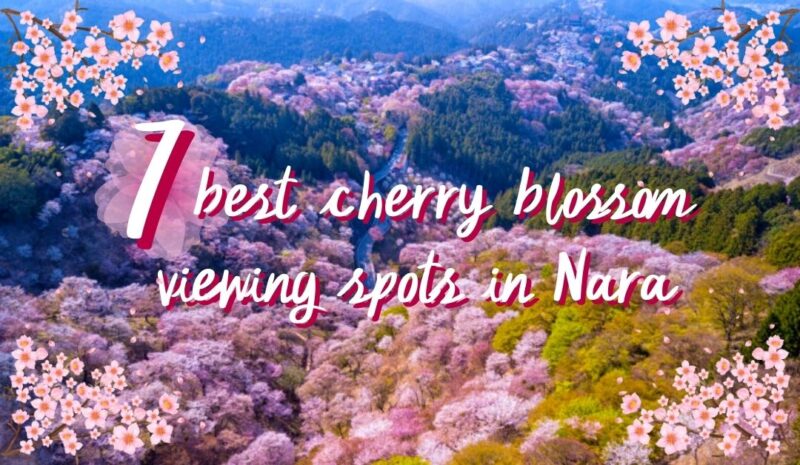 Seven best cherry blossom viewing spots in Nara 2023! - fromJapan