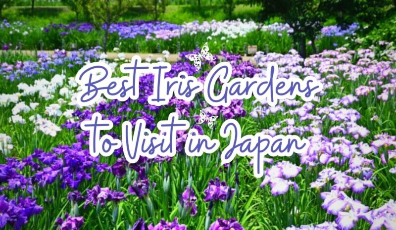 Best Iris Gardens to Visit in Japan - fromJapan