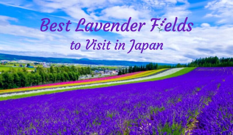 Best Lavender Fields to Visit in Japan - fromJapan
