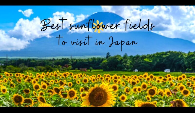 Best sunflower fields to visit in Japan - fromJapan