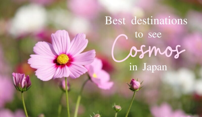 Best destinations to see Cosmos in Japan - fromJapan